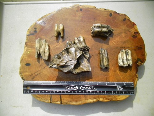 Set of Six Bison - Buffalo - Elk Teeth Fossil Ice Age Partially ...