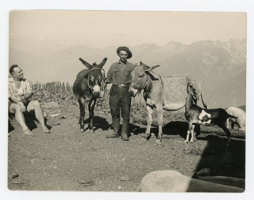PHOTO snapshot, altitude montagne âne Donkey chèvre cochon paysan | eBay