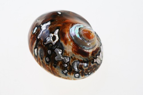 Turbo sarmaticus Shell snail South African Ver.3 Seashell Shellfish ...