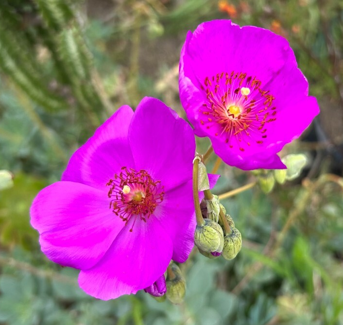 RAPPER MC HAMMER 1991 REMO 8 1/4" TAMBOURINE DO NOT PASS ME BY 2 LEGIT ...