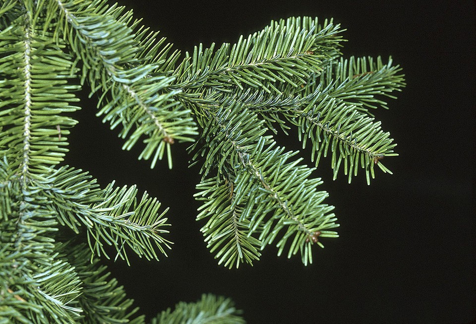 Balsam Fir, Abies balsamea, Tree Seeds (Fragrant Hardy Evergreen ...