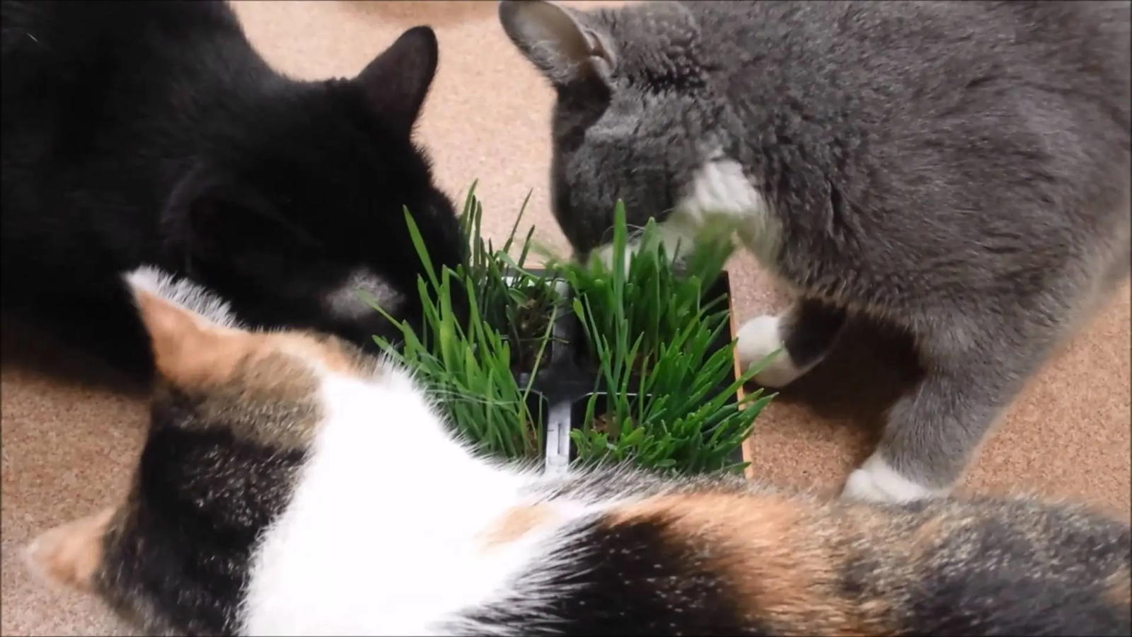 SmartCat 3844 Kitty's Garden Edible Grass Planter for sale online | eBay