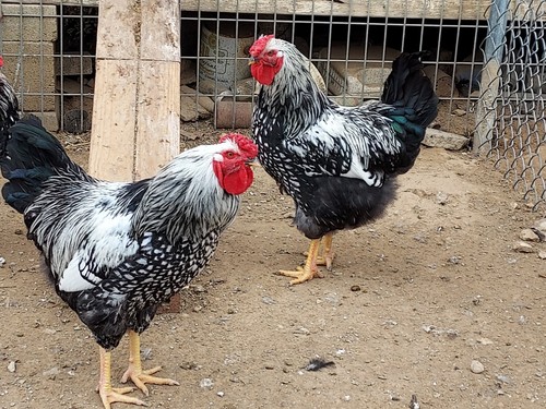 8+ Purebred Silver Laced Wyandotte Chicken Fertile Hatching Eggs | eBay