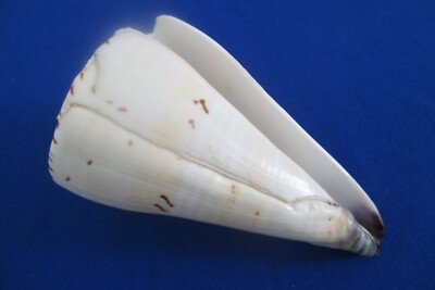 HUGE Conus moncuri ,150 mm length (5.9 inch)-Nice color/pattern ...