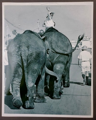 Circus Elephant Parade Miami FL Rider Trainer Keeper Photo Reprint ...