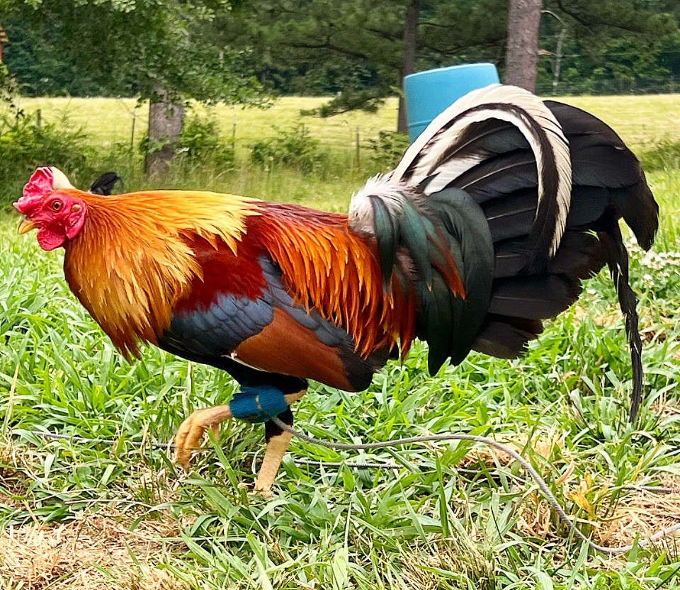 6 Pure Gene Batia Golden Monkey Sweater Gamefowl Poultry Chicken ...