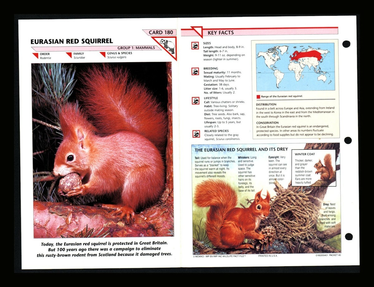 Squirrel Fact Sheet