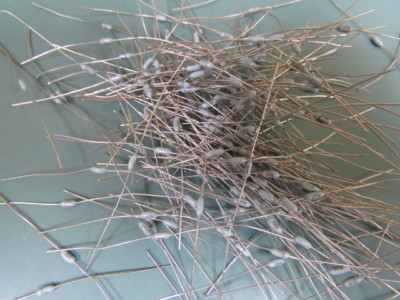 VISH/DALE RNC50J3651FS Qty of 50 per Lot 3.65K Ohm 0.1W / 0.05W 0.01 ...