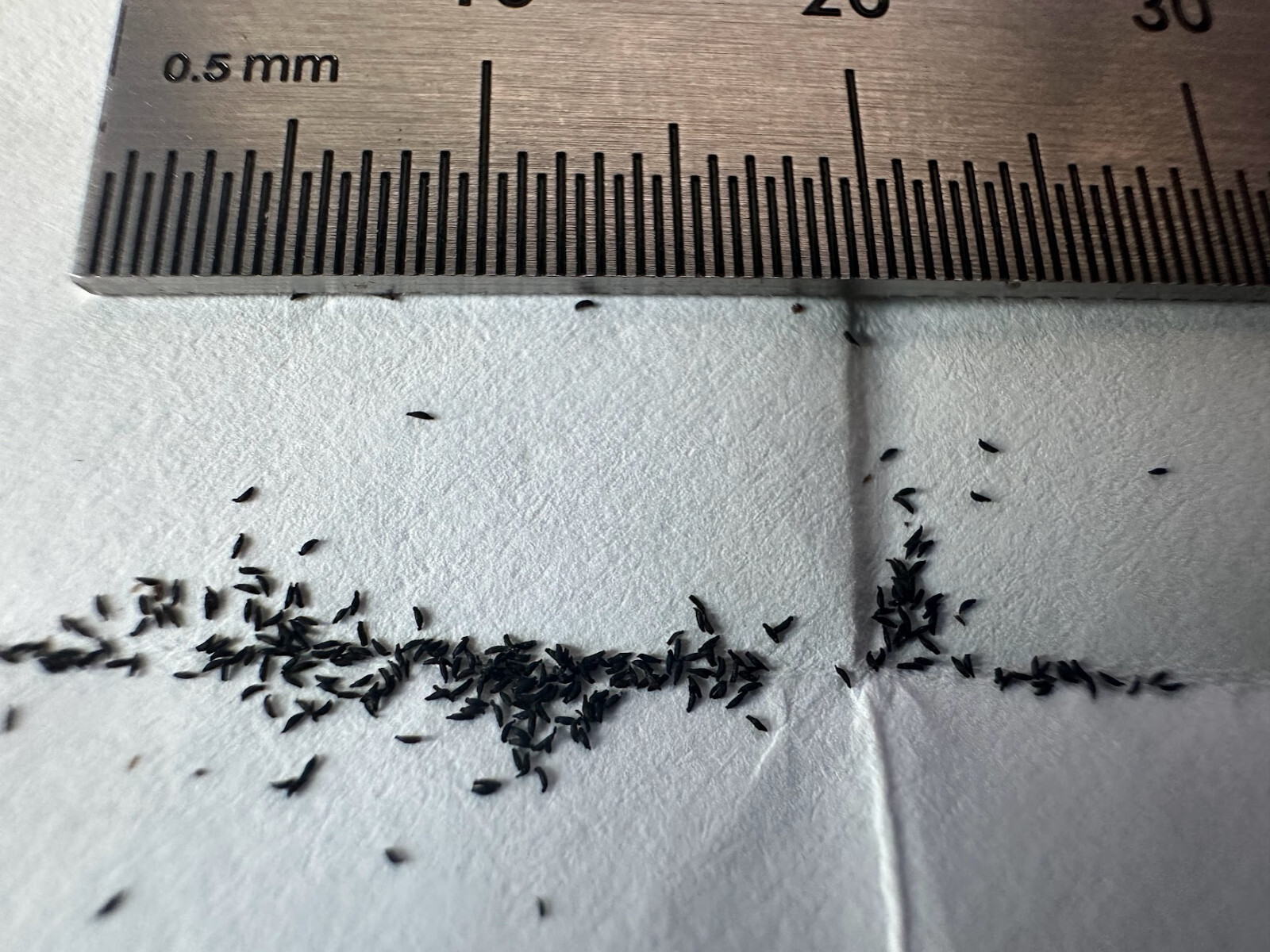 Drosera Capensis "Narrow Red Leaf" carnivorous plant sundew seeds 50 ...