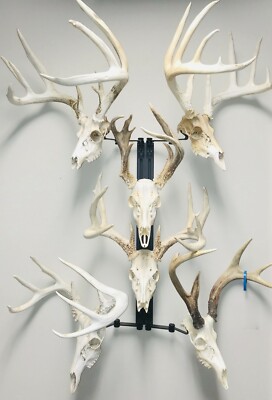 RACK TRACK – European Skull Mounting Kit - 32” Kit #6 – (6) Deer Skull ...