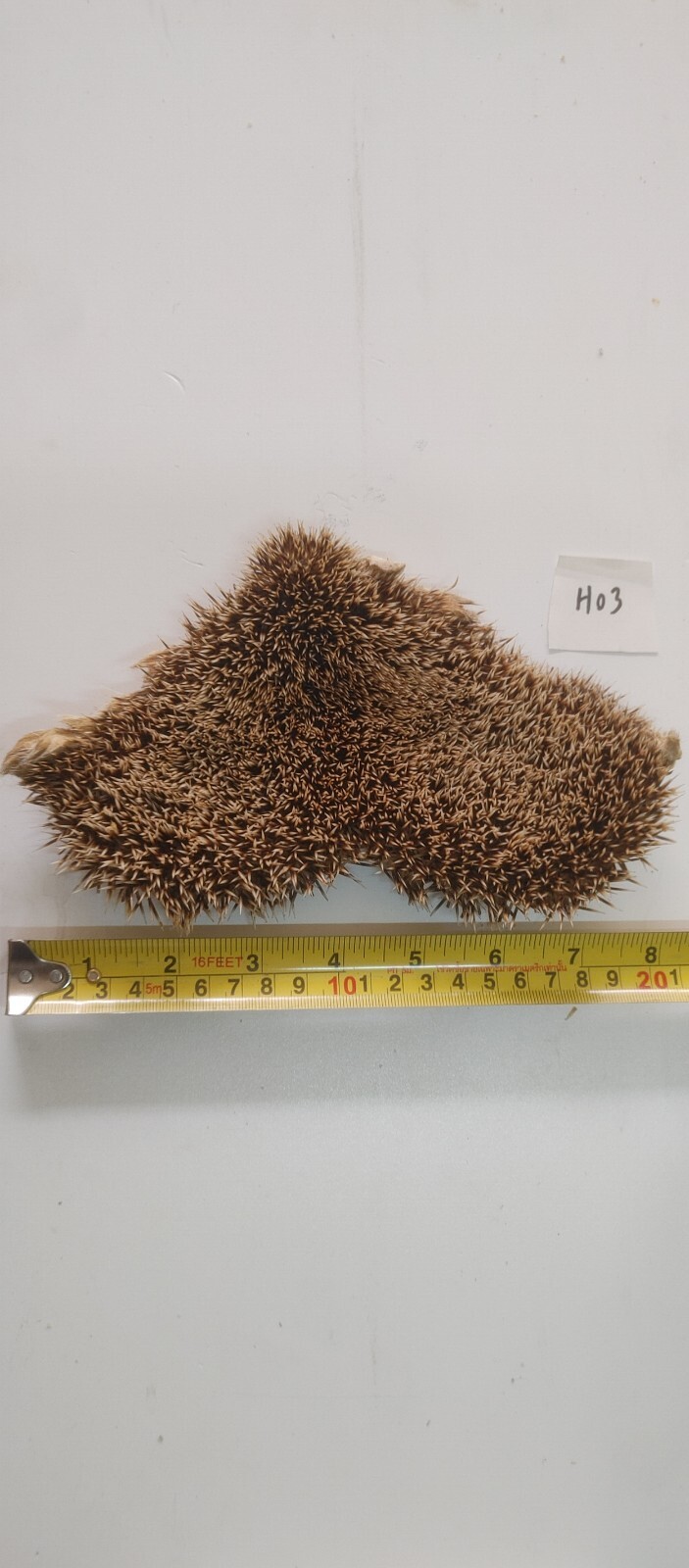 Hedgehog Hide Natural Real Skin Original Spikes Rare Taxidermy | eBay