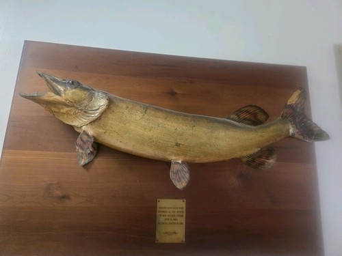 30" Northern Pike Real Skin Mount Mounted Fish Taxidermy Wisconsin | eBay