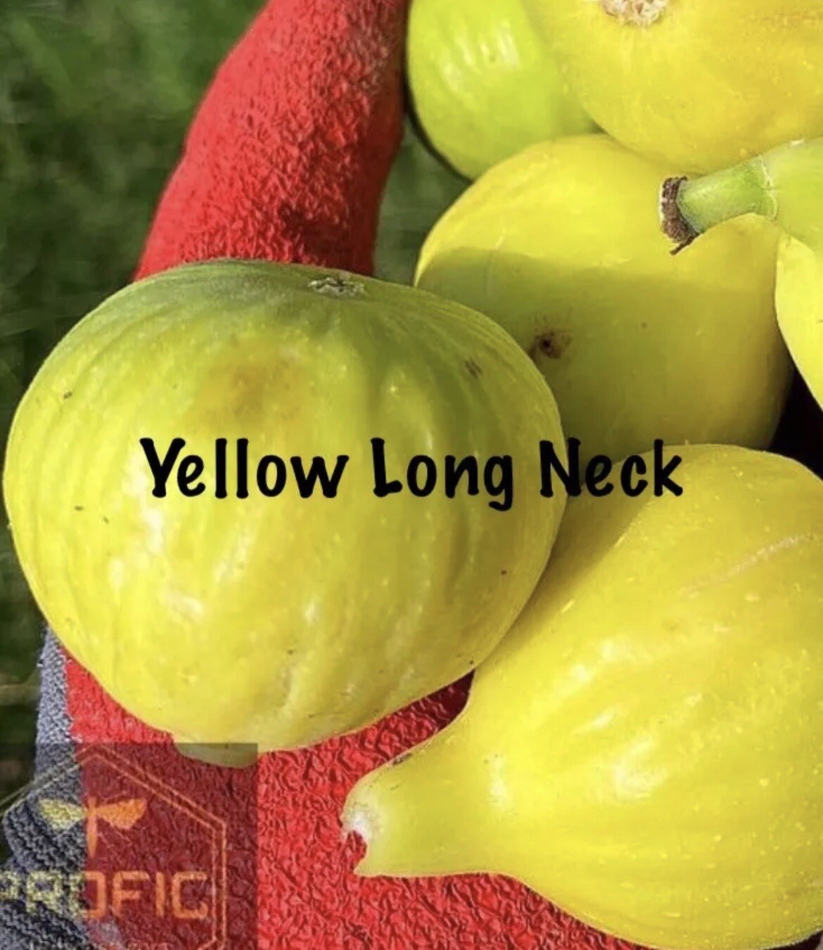 Fig Trees Cold Weather Combo 3 Varieties | eBay