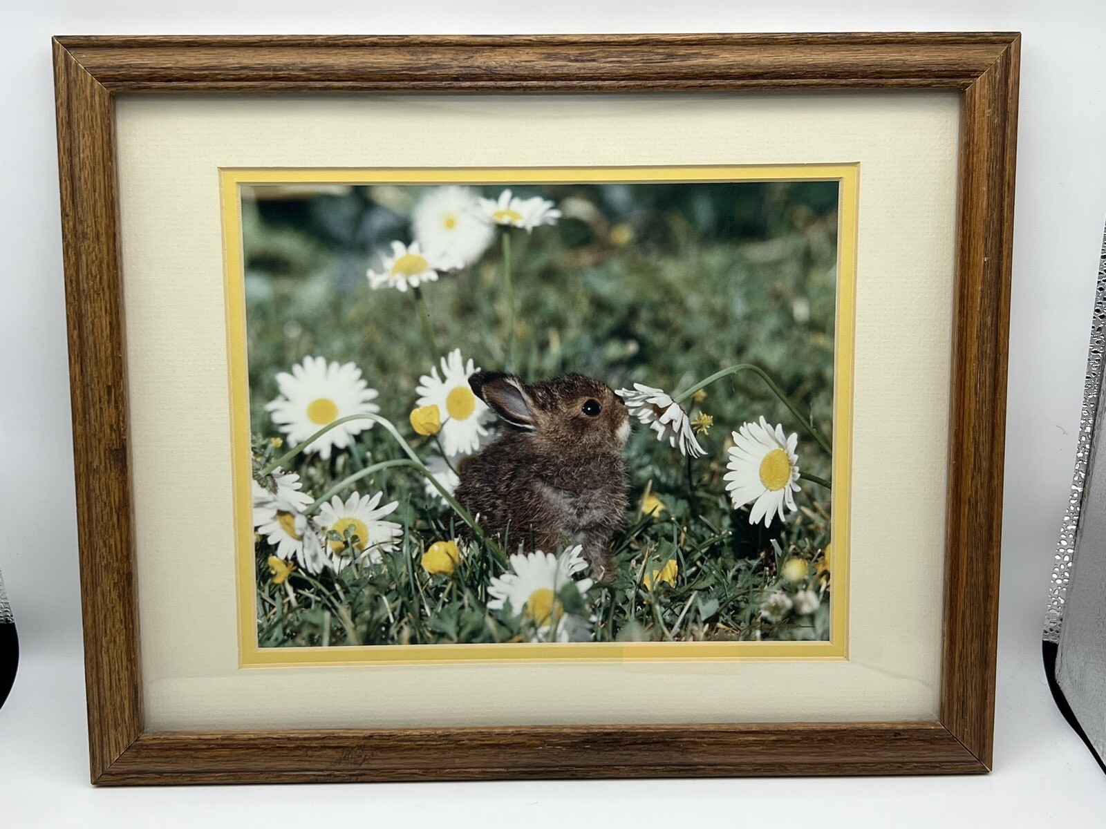 Milcreek Studios Framed Signed Bunny Photograph by James T. Jones | eBay