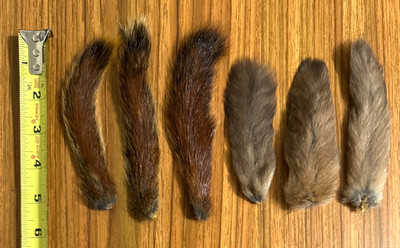 6 Pine Squirrel & Flying Squirrel Tails, Fly Tying, NR | eBay