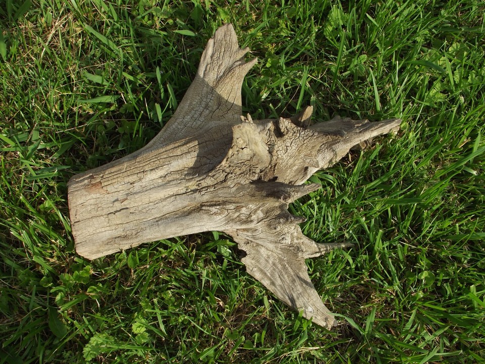 Natural Tree Root Sculpture | eBay