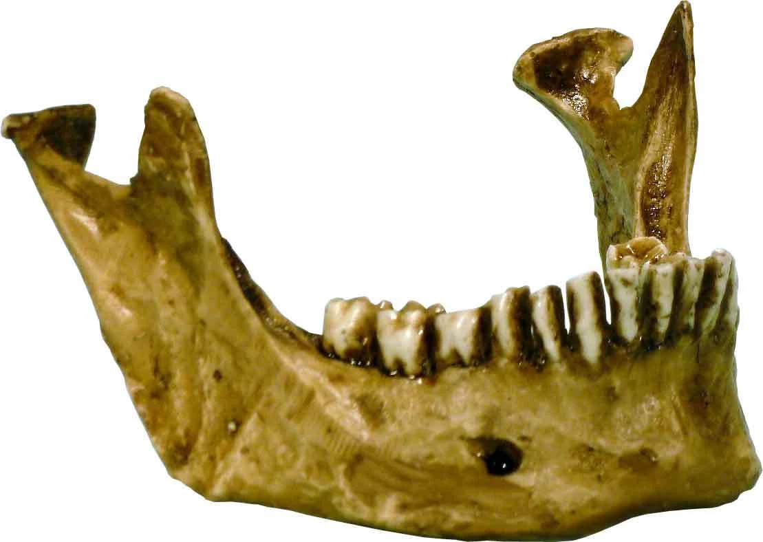 Human Jawbone