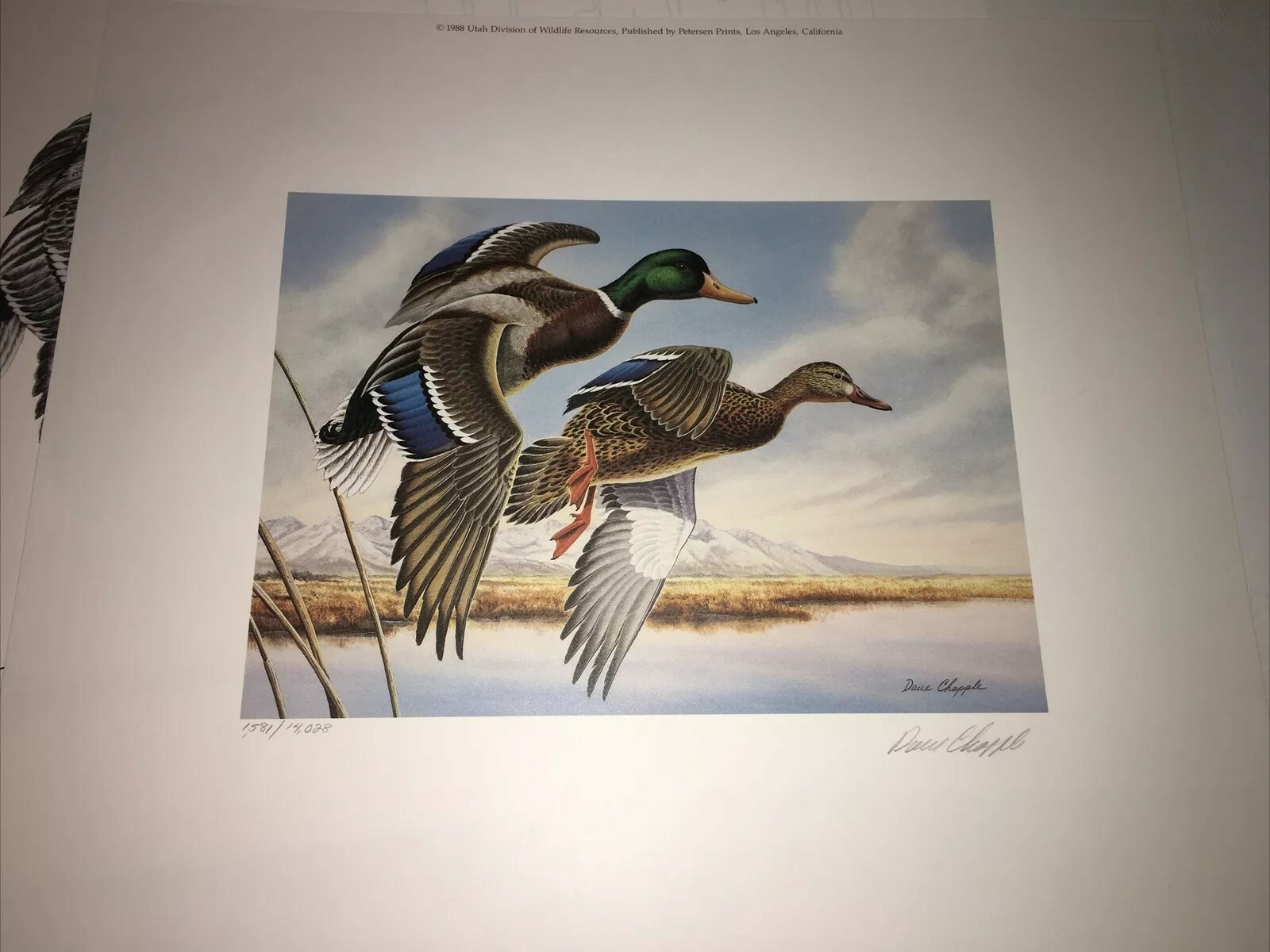 UTAH III 1988 Duck Stamp Print Signed By Dave Chapple | eBay
