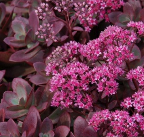 Firecracker Stonecrop Sedum Live Plant Cold Hardy Perennial Pink ...