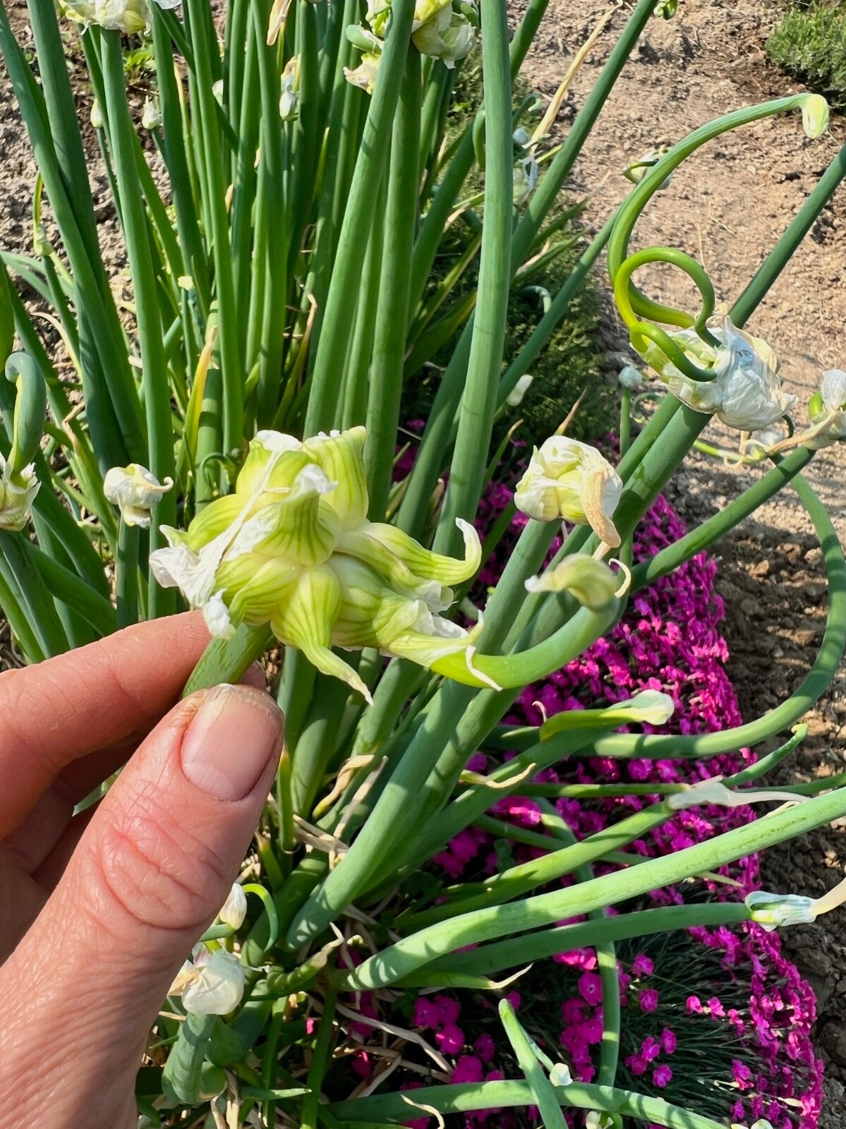 Fresh Egyptian Walking Onions Topset Bulblets Organic plants Ready to ...