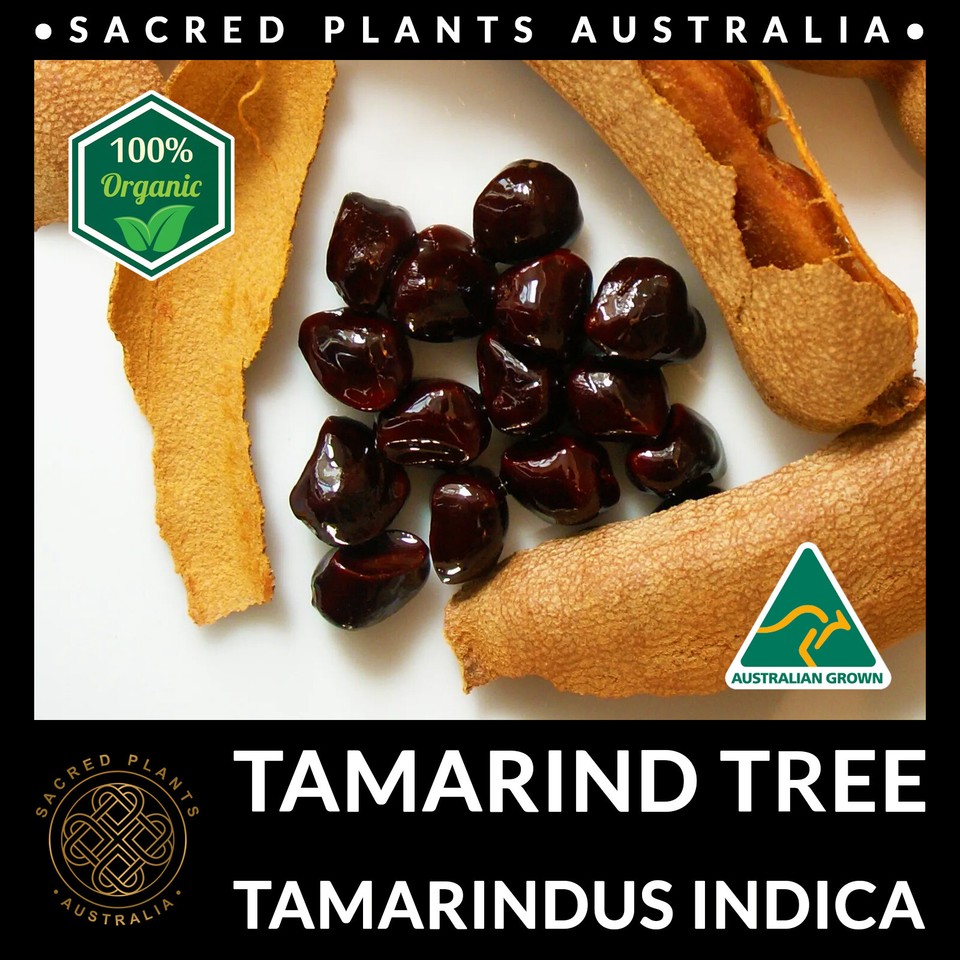 TAMARIND TREE 5 Seeds | Tamarindus Indica | Sacred Medicinal Fruit Rare ...