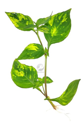 Floratica ¦ Hygrophila C. Variegatus (5x) Live Aquarium Plant Tropical ...