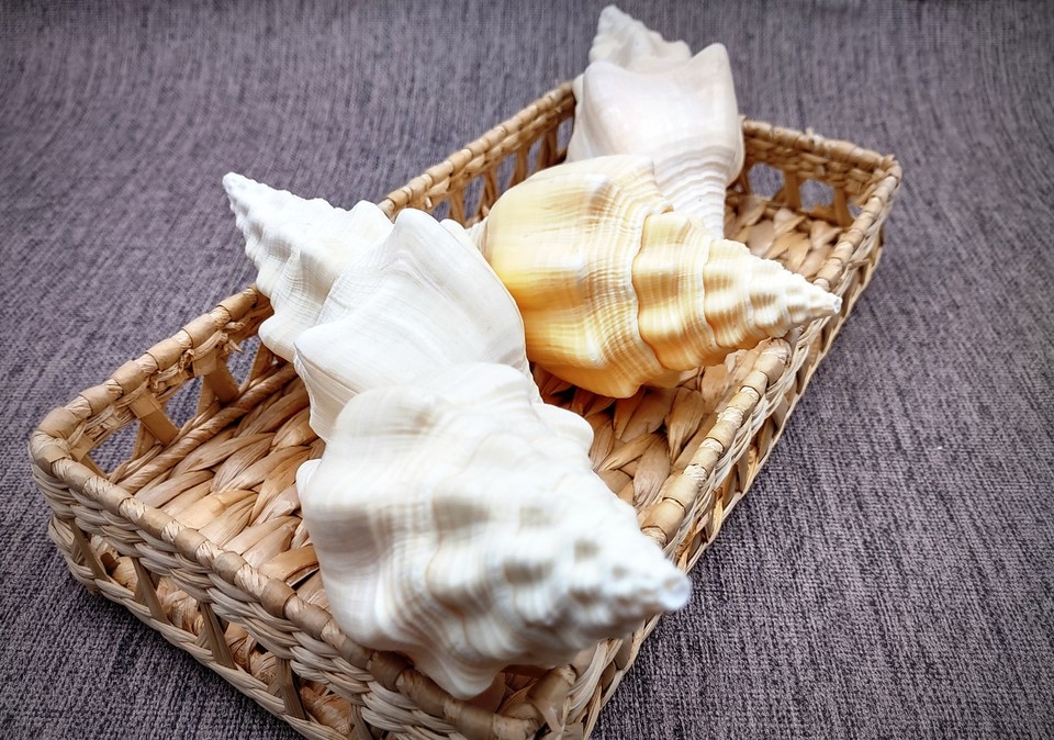 Lamp Shell Chank Seashell Turbinella Angulata (1 shell 5+ inches) | eBay