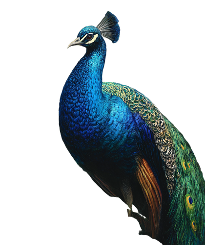 Majestic Peacock Painting V6 Vinyl Car Decal Sticker – Waterproof & | eBay