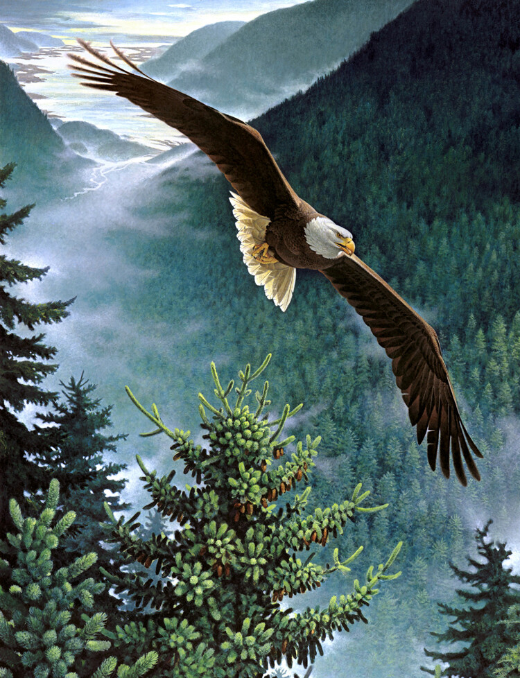 Bald Eagle Flying Drawing Bald Eagles Flying Sky Over 981