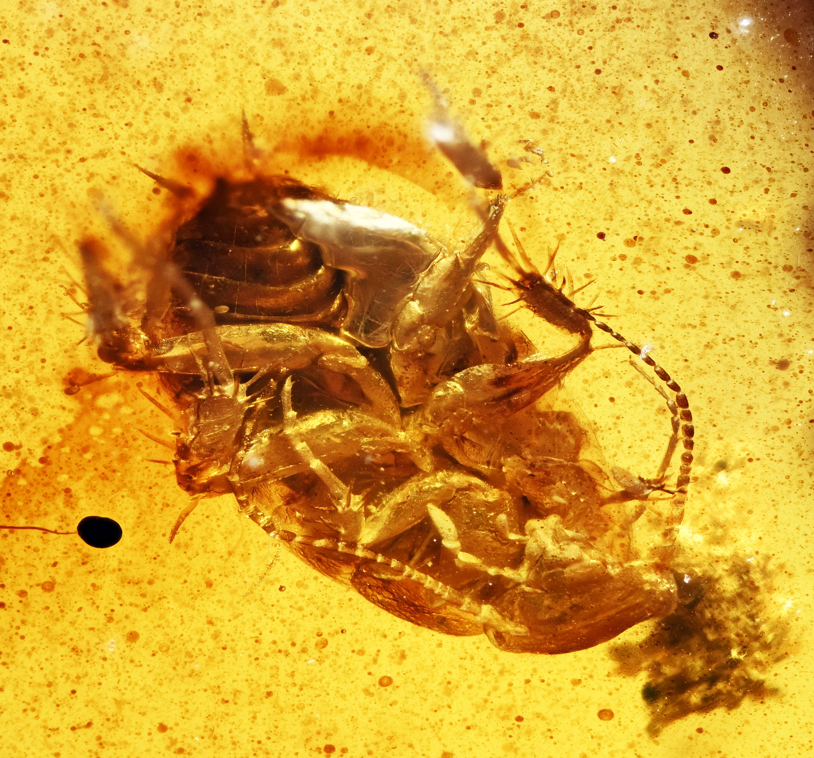 Super Detailed Blattodea (Cockroach), Fossil Inclusion in Burmese Amber ...
