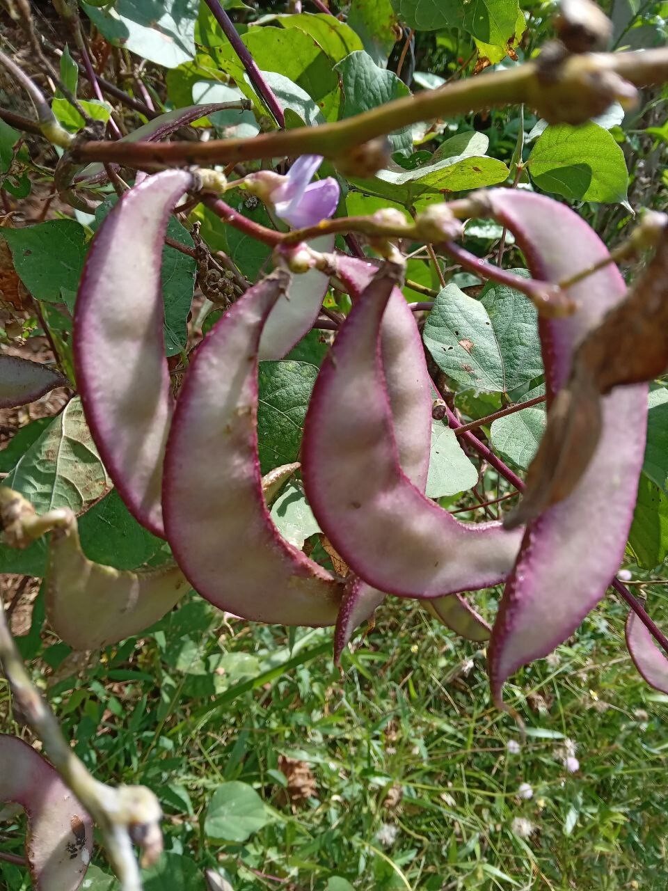 Hyacinth Bean Seeds Harvesting
