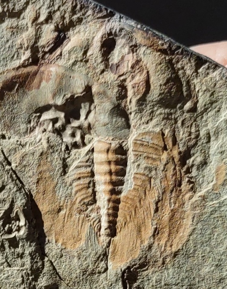 Molting Olenellus fowleri, O. gilberti trilobite, Lower Cambrian, Pioche Nevada | eBay