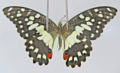 PA13101. Insects, butterflies: Papilio sp. Vietnam, Nghe An | eBay