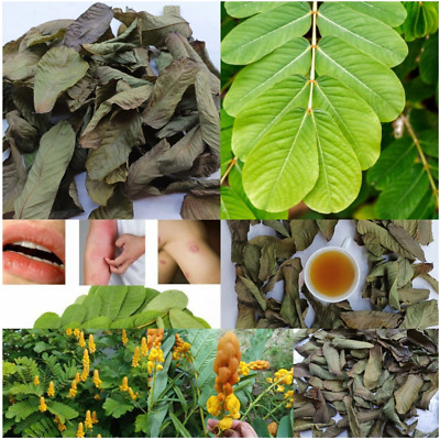 Dried Natural Cassia Alata Leaves 100% Organic Aththora Leaf For Herb ...