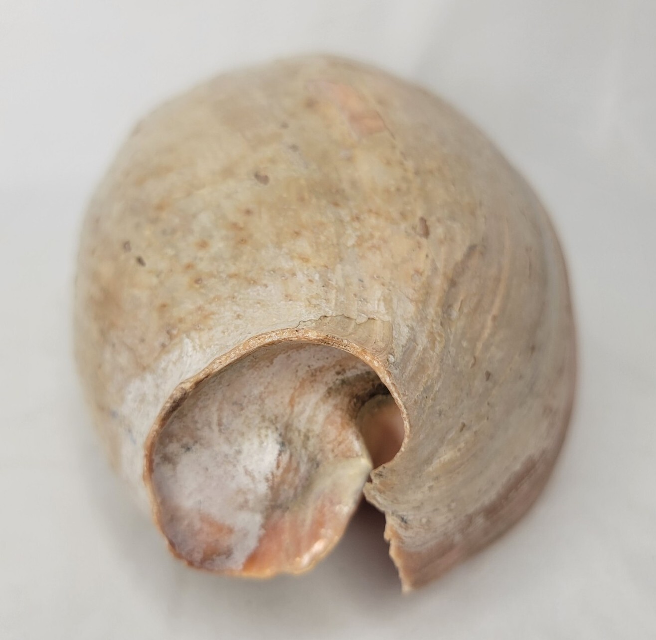 Large Seashell Sea Snail Cymbium Shell | eBay