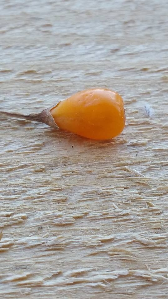 Yellow Goji jaune 10 seeds / graines-Lycium Barbarum Amber SWEET-Ning ...