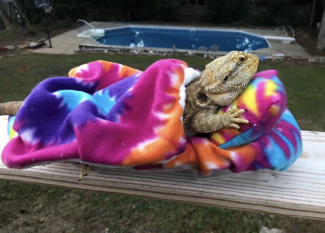 TYE DYE PRINT LARGE ATTACHABLE RESTING BED SET SOFT COVER 4 BEARDED ...