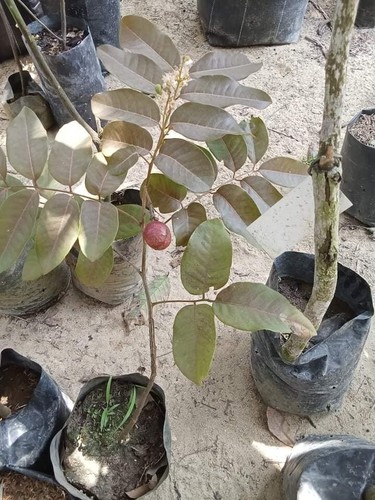 Grafteds Dwarf Red Ruby Longan Fruit tree Very sweet fruit (Best ...