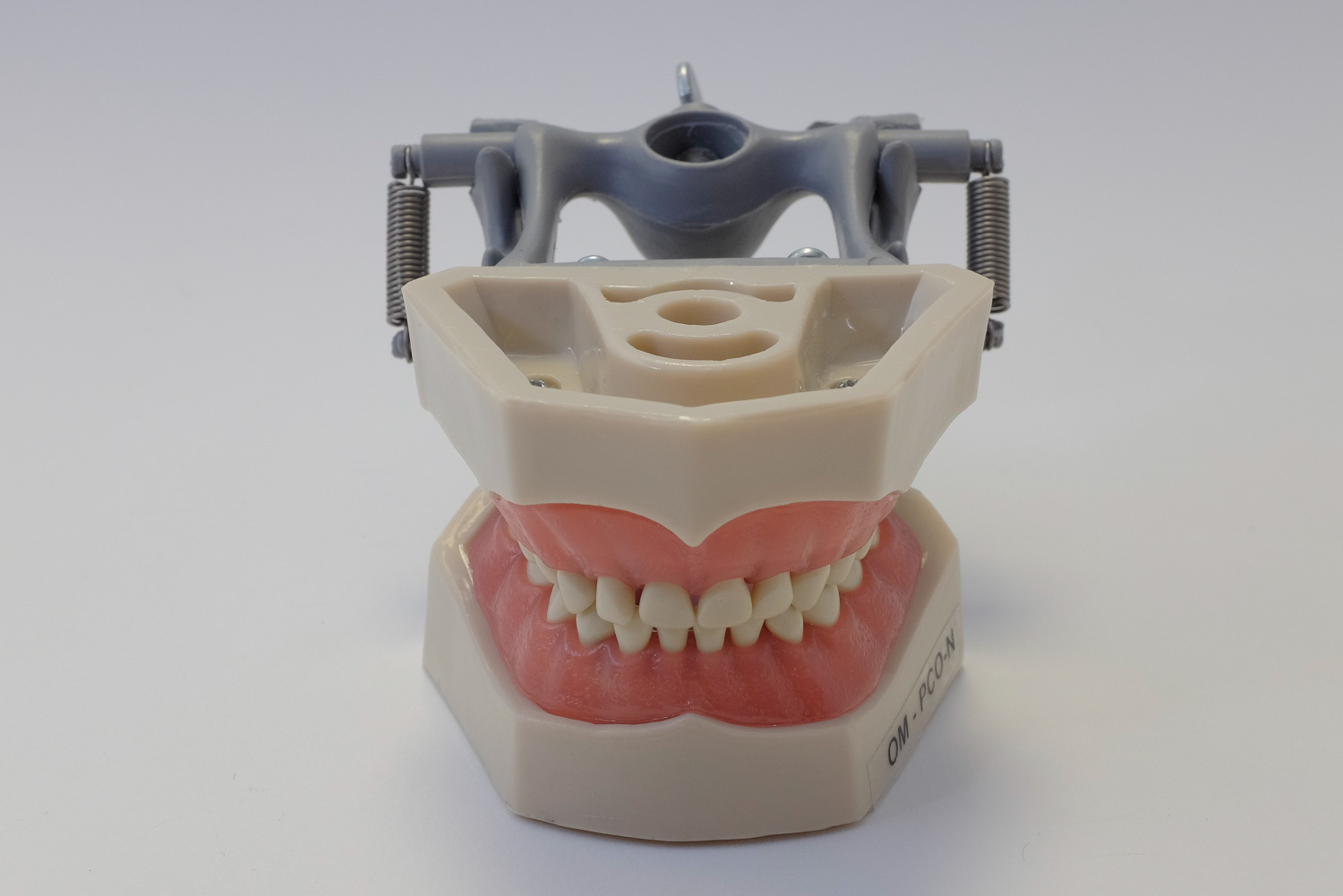 Dental Anatomy Typodont Educational Pediatric Kit Removable Teeth NBDE ...