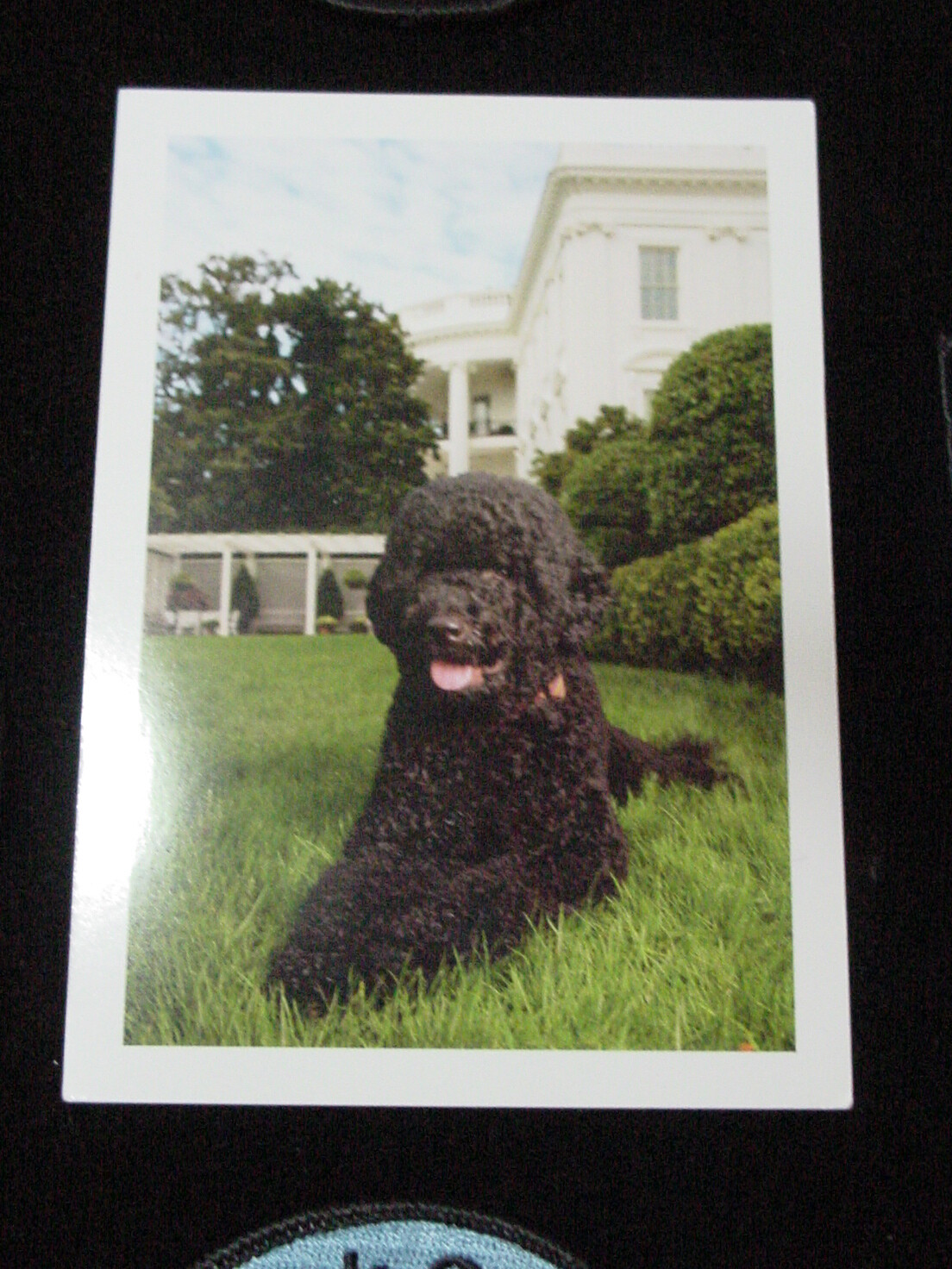 Lot of 3 President Obama Authentic Family Dog "Sunny" Identity card. | eBay