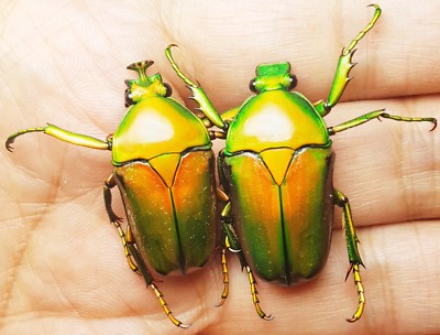 Insect - Cameroon insects - 04 - Cameroon ....!! | eBay