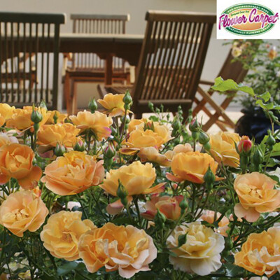 Ground Cover Rose, Flower Carpet Gold, Yellow Blooms, Hardy, Fragrant ...