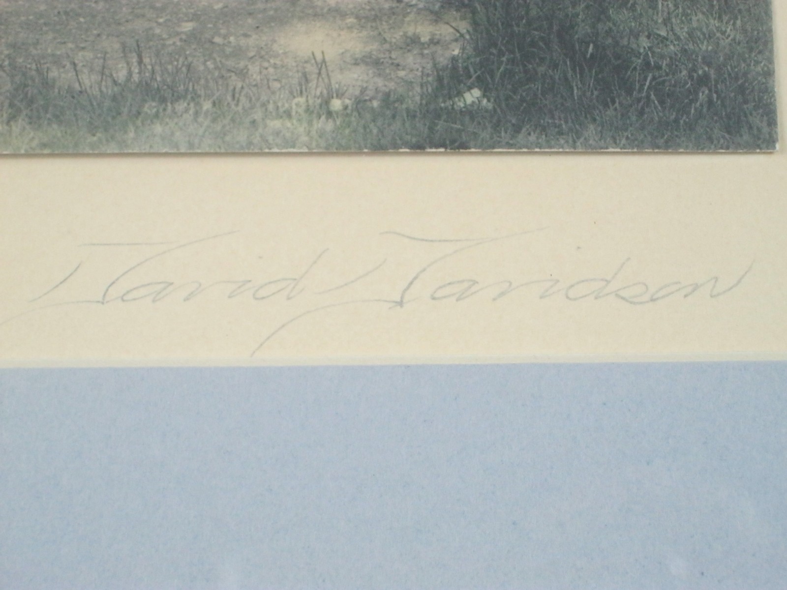 Antique Original Hand Colored Photograph Wistaria by David Davidson ...