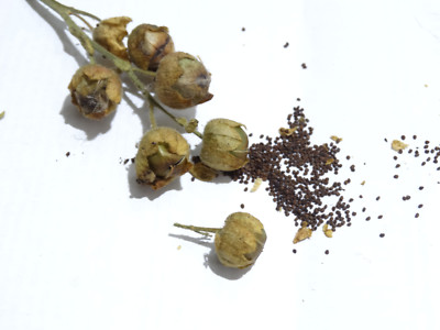 Ceremonial Indian TOBACCO 1000+ SEEDS NICOTIANA RUSTICA Mapacho Aztec ...