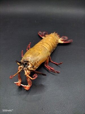6" rainbow mantis shrimp. Tiki oddity sea shell marine life taxidermy ...