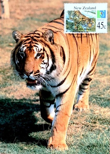 NEW ZEALAND WILDLIFE ANIMAL MAMMAL SIBERIAN TIGER unused MAXIMUM CARD ...