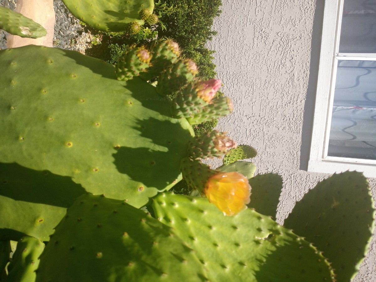 Nopales Plant
