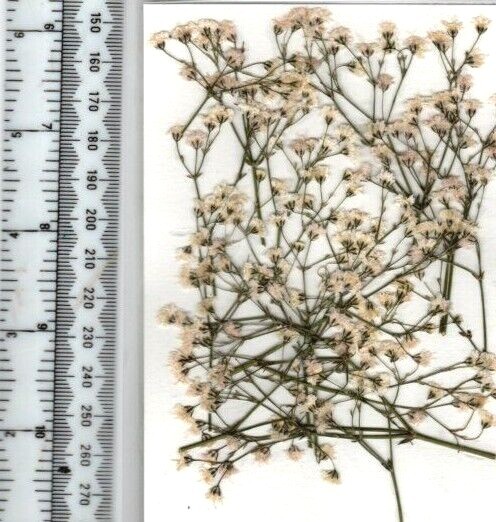 PRESSED FLOWERS 12 SMALL SPRAYS OF TINY WHITE GYP FLOWERS 4 CARD MAKING ...