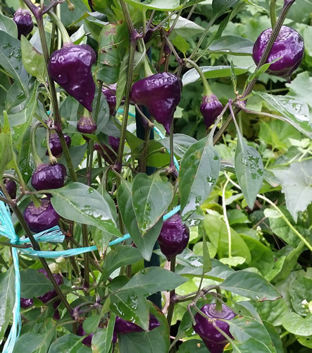 Rare Purple UFO Chilli - An Apple Flavoured Beautiful Chilli with an ...
