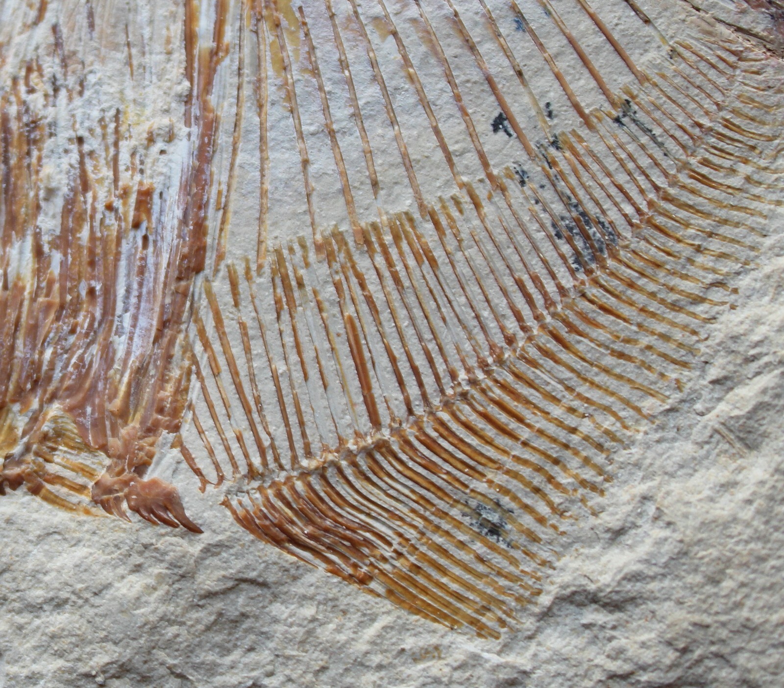 Akromystax tilmachiton 06 - Museum Quality Rare Pycnodont - Fossils ...